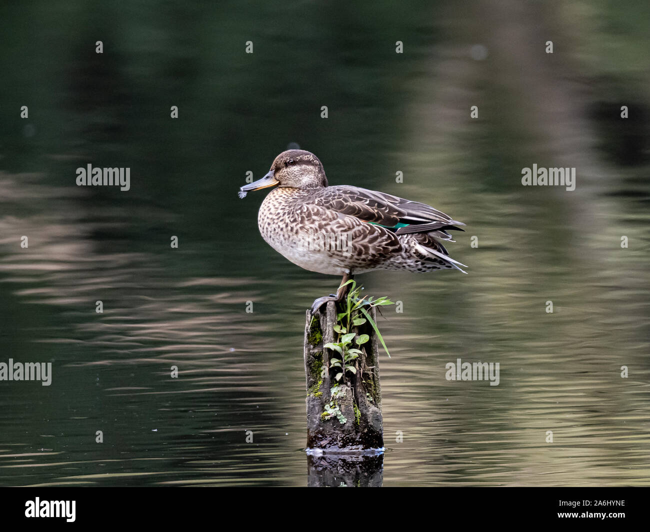 Female Teal Duck Anas High Resolution Stock Photography and Images - Alamy