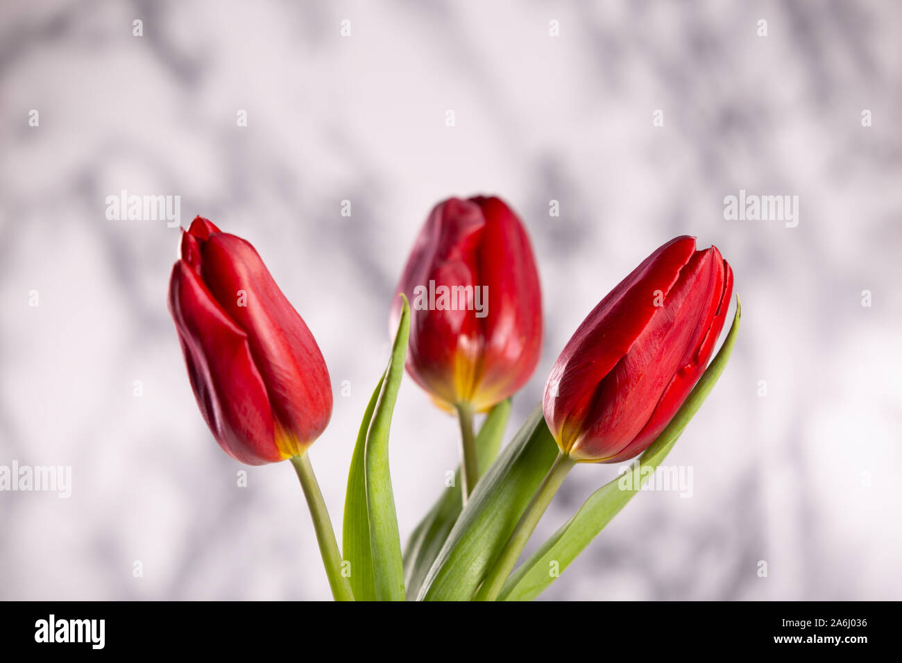 Three red tulips on a light background. Place for text Stock Photo - Alamy