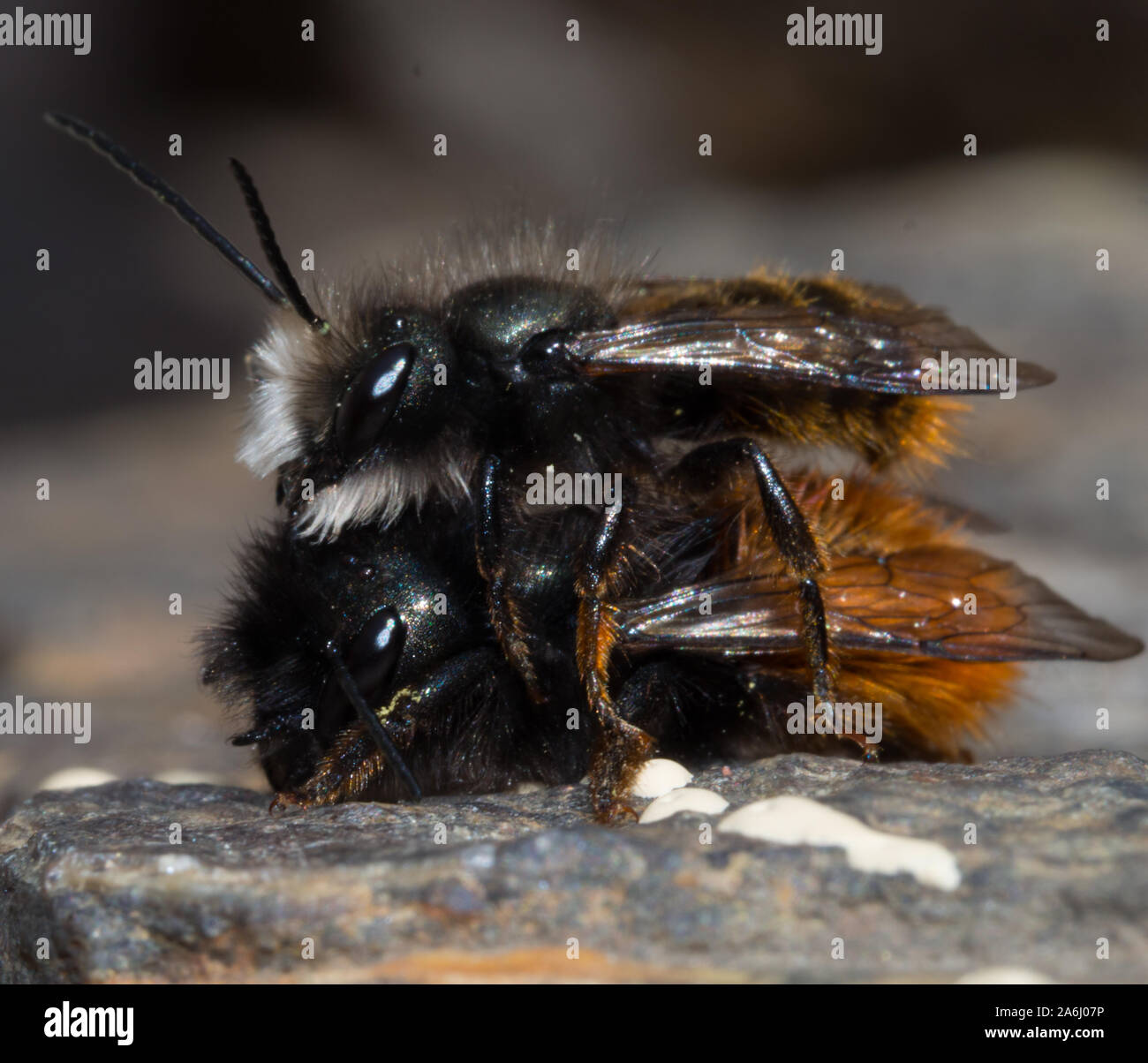 Mating bees hi-res stock photography and images - Alamy
