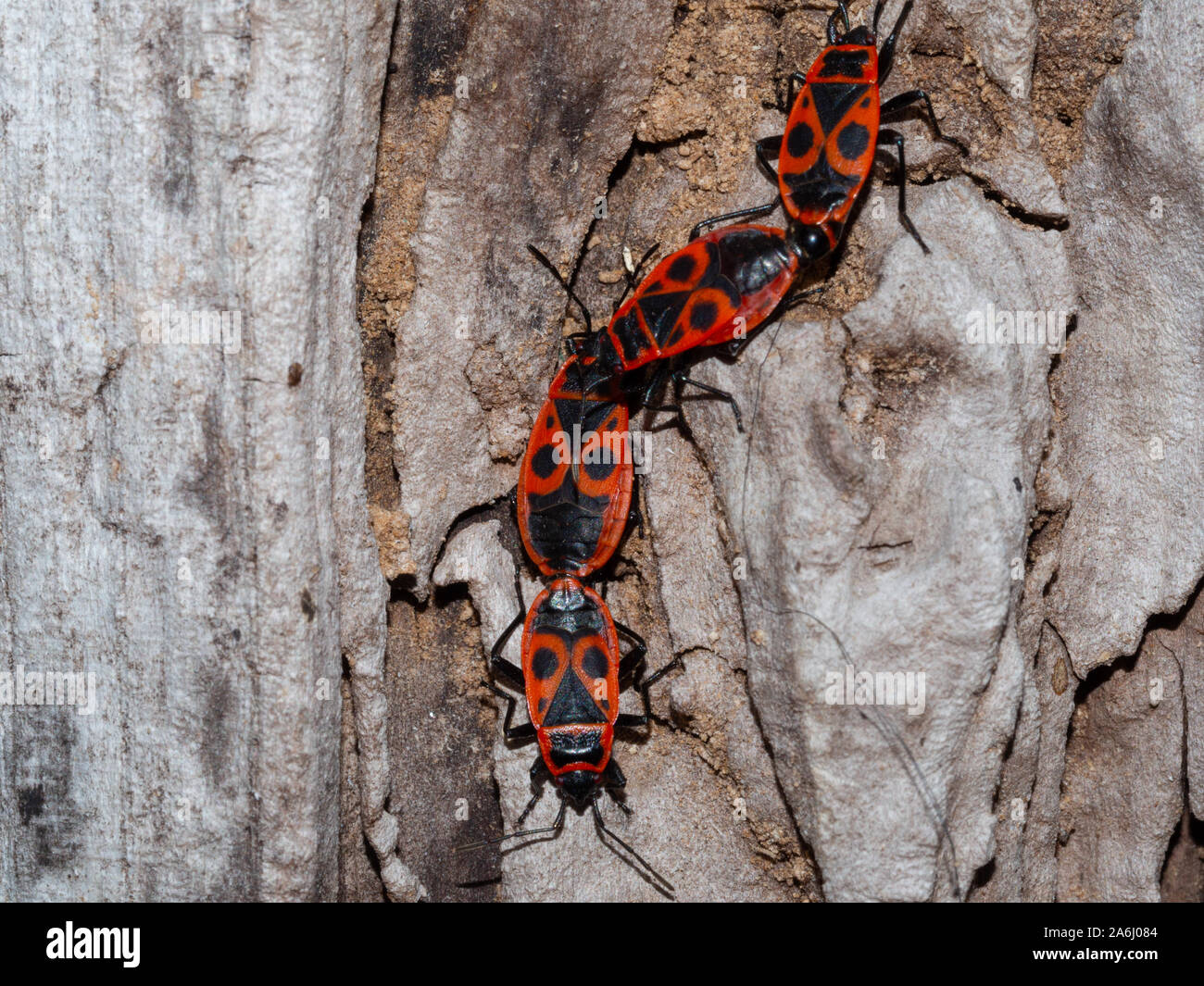 Four fire bugs in a line Stock Photo - Alamy