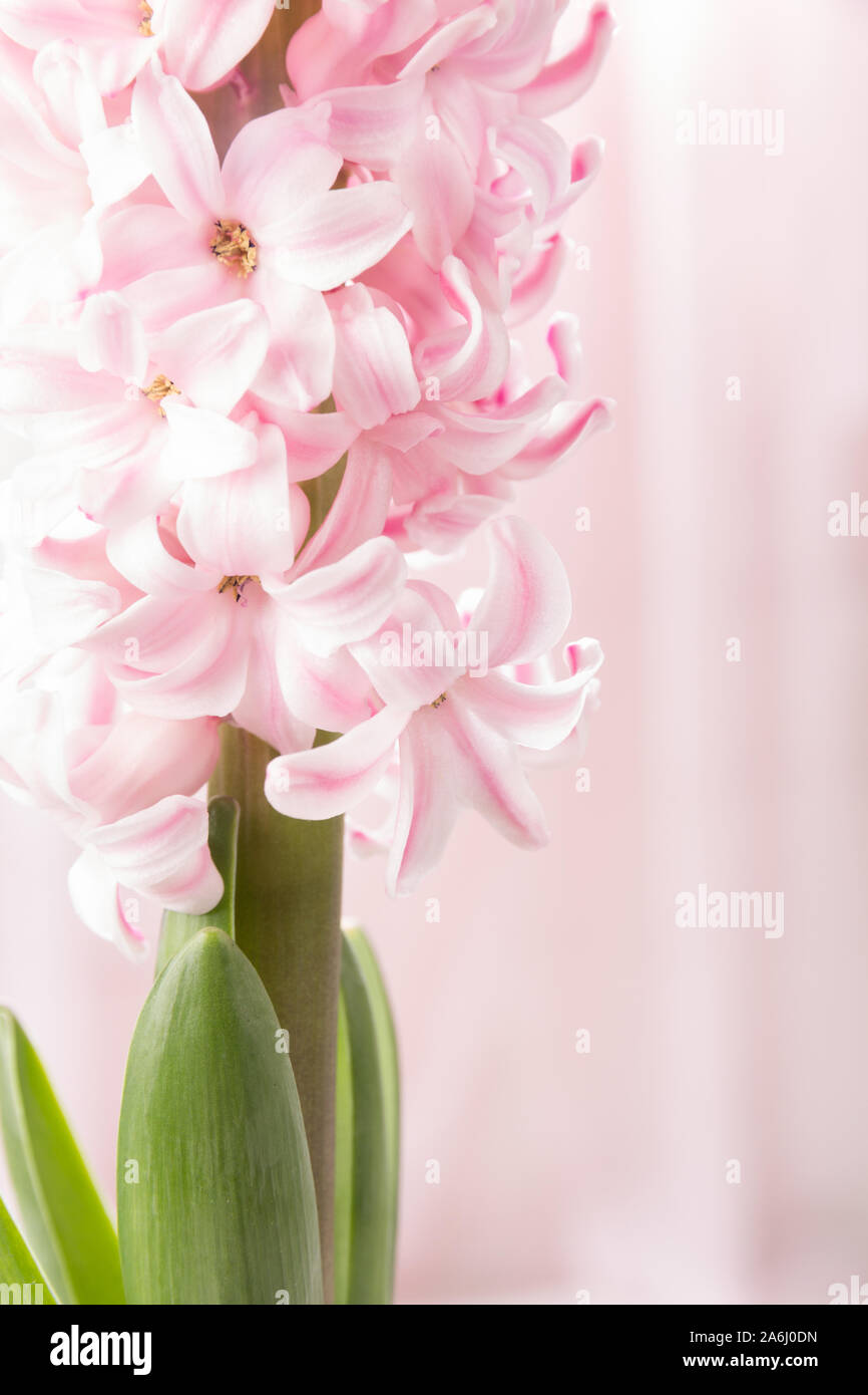 Pink hyacinth spring flower closeup on pink background Stock Photo - Alamy