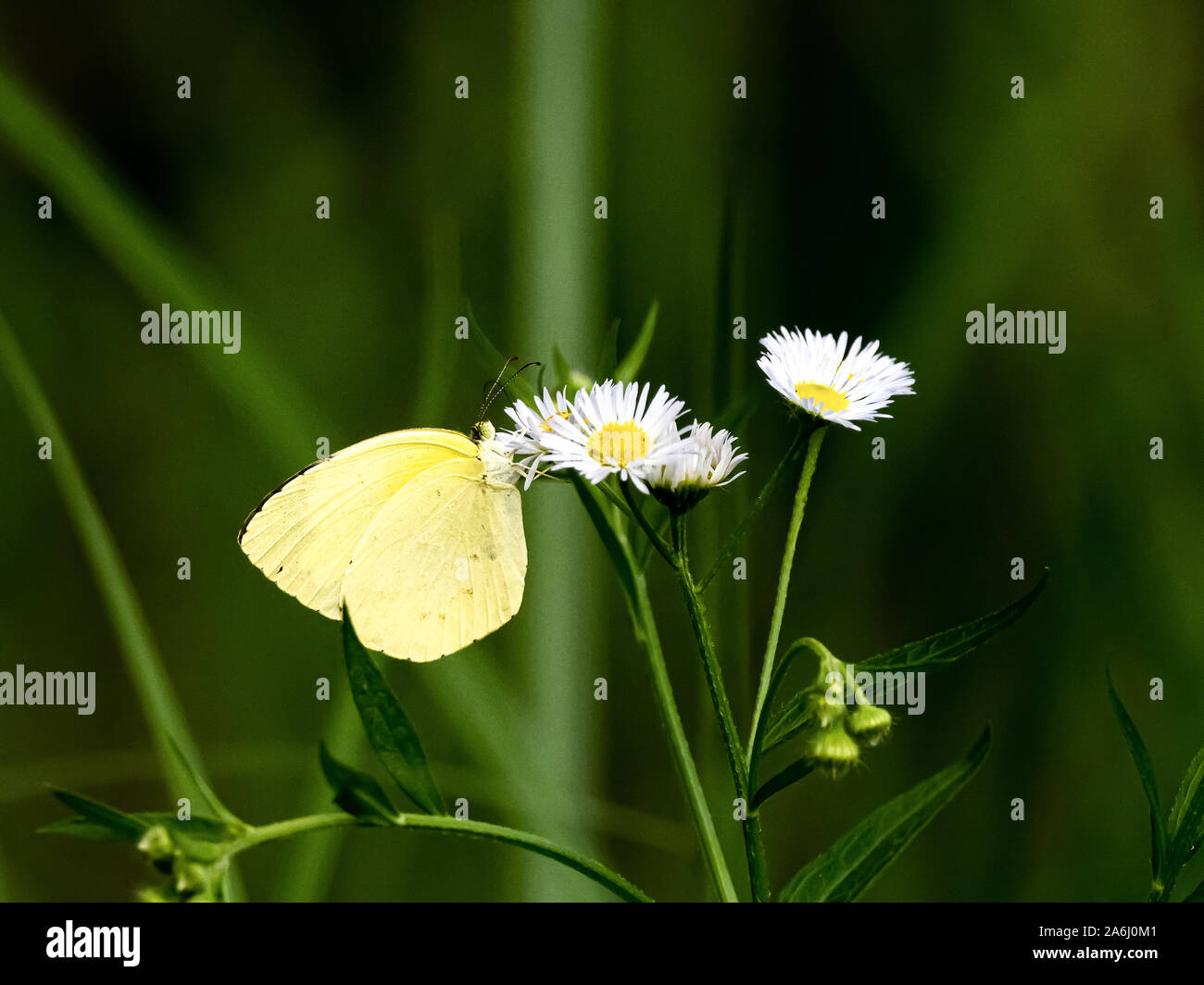 A Eurema hecabe mandarina butterfly feeds from a white daisy. This ...