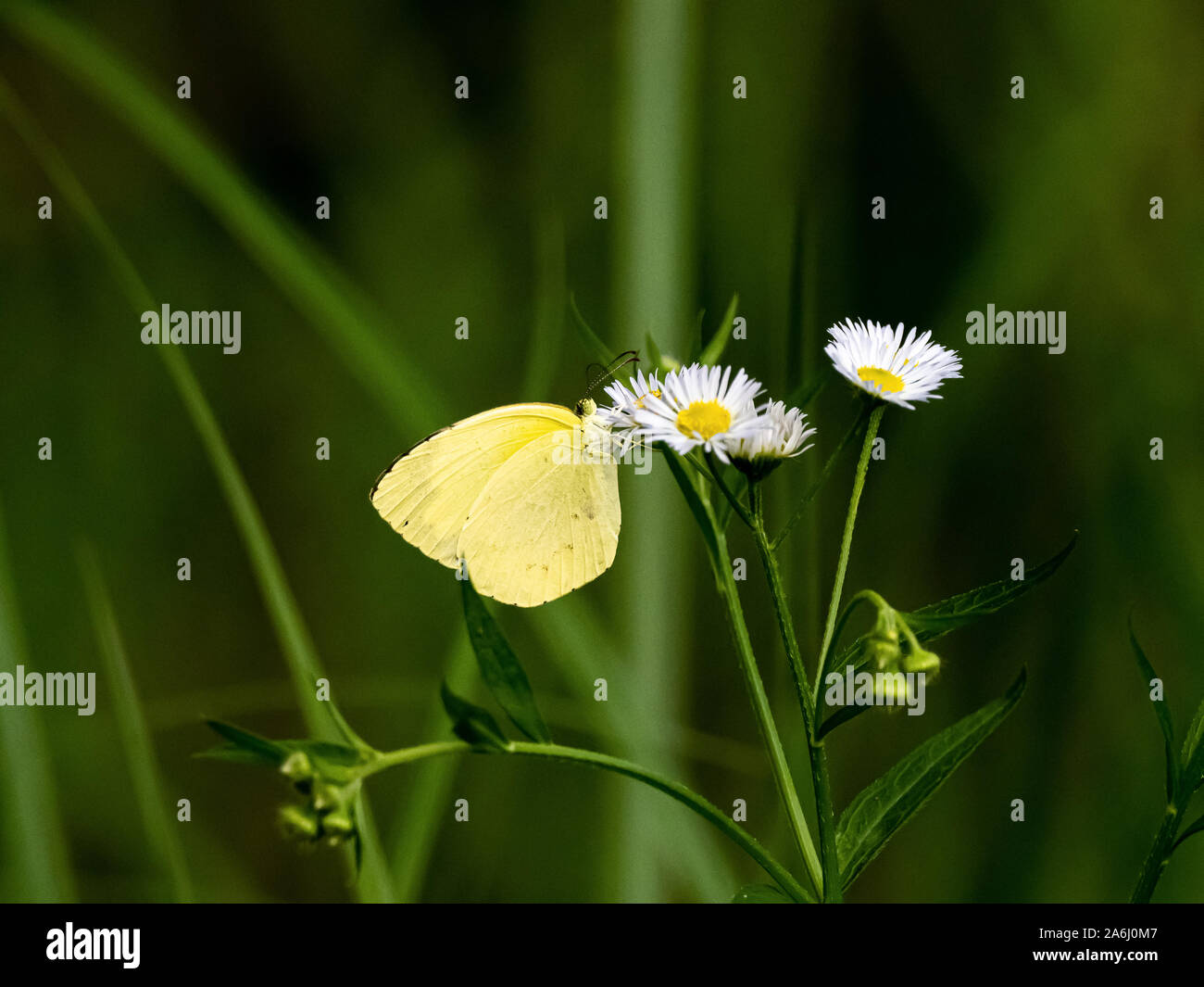 A Eurema hecabe mandarina butterfly feeds from a white daisy. This ...