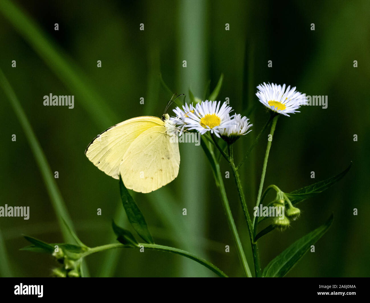A Eurema hecabe mandarina butterfly feeds from a white daisy. This ...