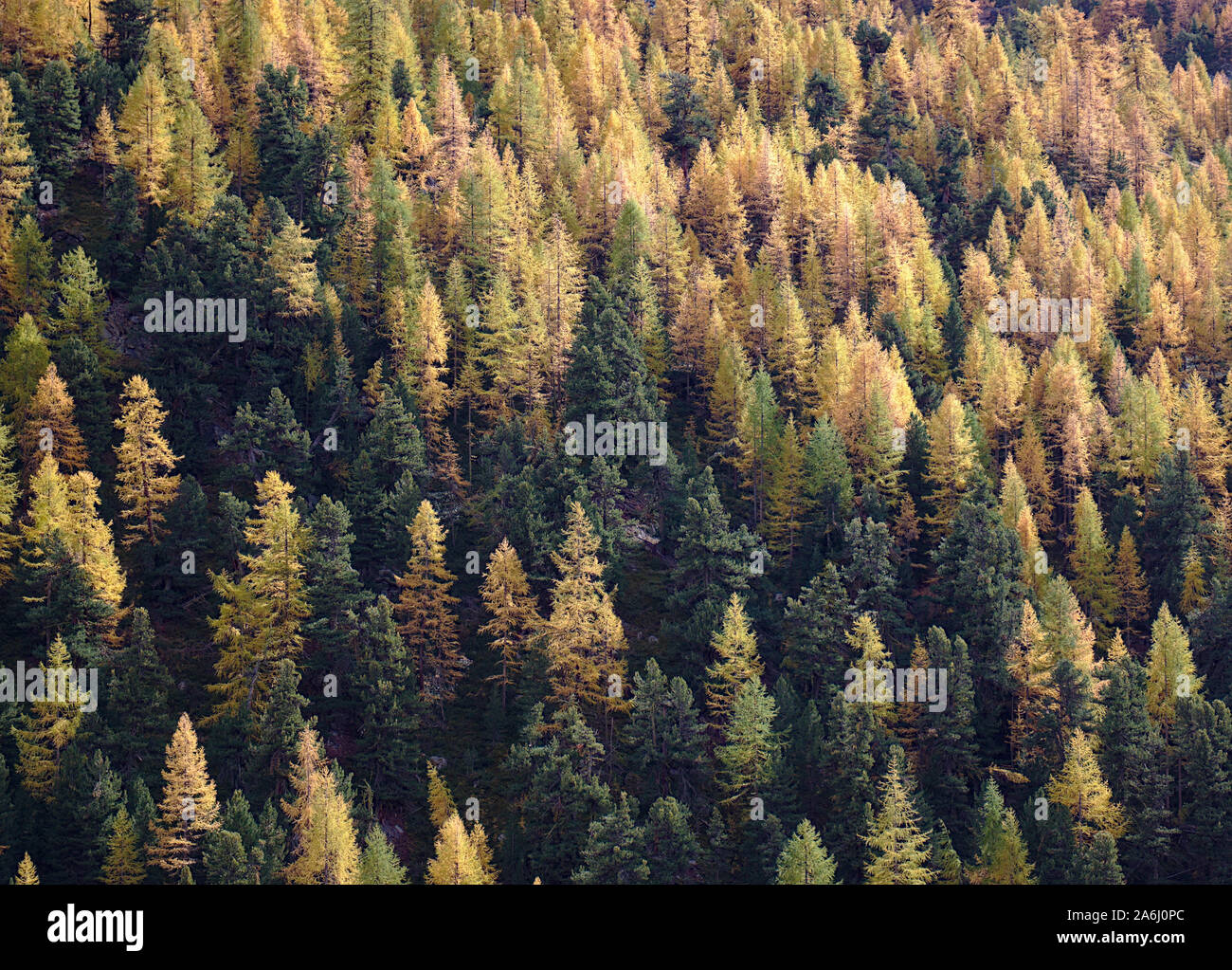 Larch tree wood texture hi-res stock photography and images - Alamy