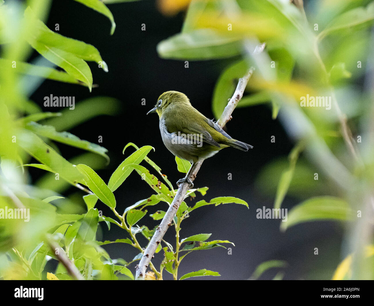 A Japanese warbling white-eye, Zosterops japonicus, perches in the ...