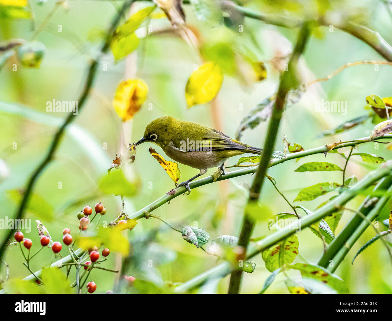 A Japanese warbling white-eye, Zosterops japonicus, perches in the ...