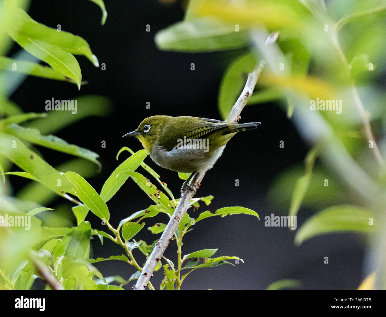 A Japanese warbling white-eye, Zosterops japonicus, perches in the ...