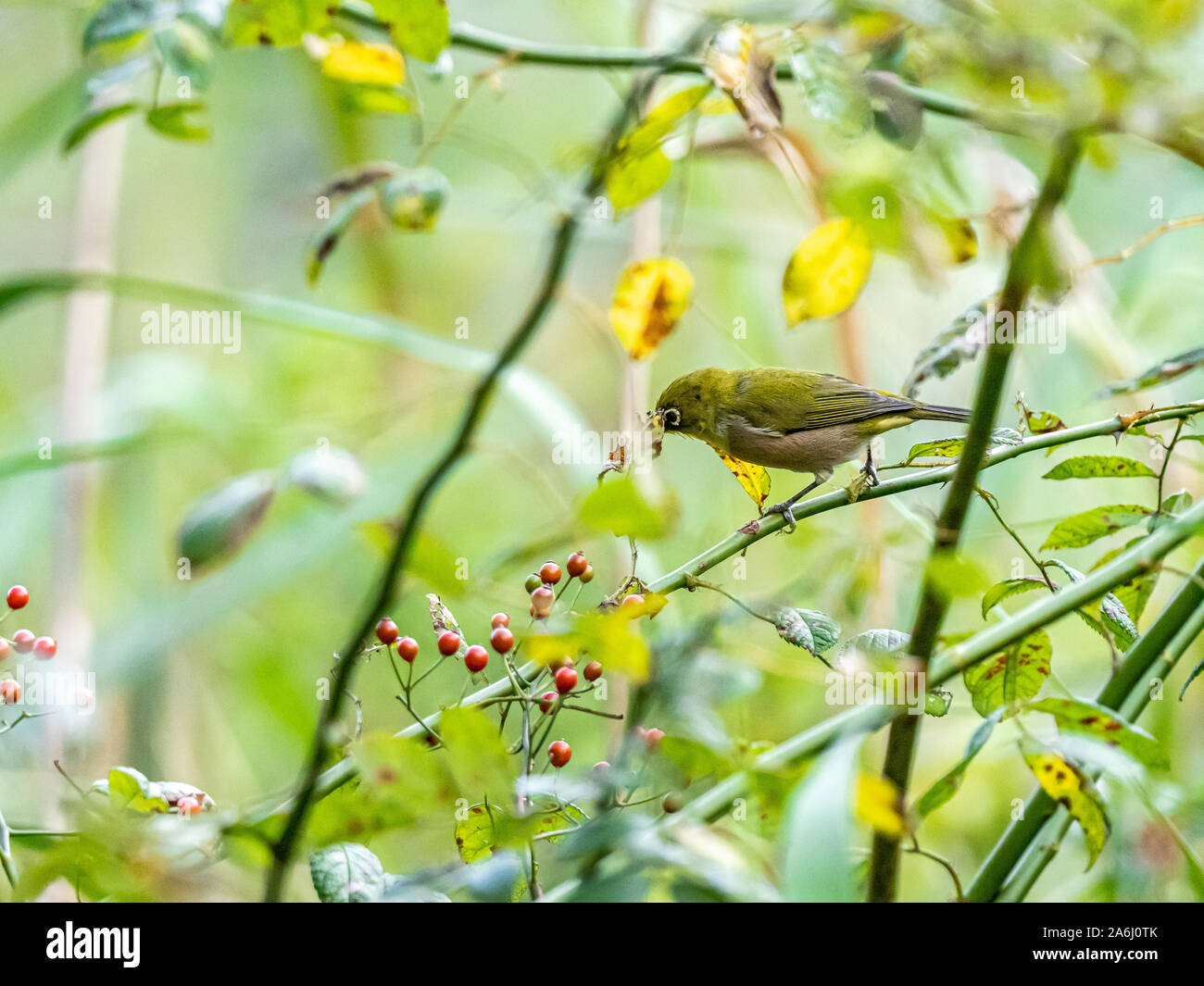 A Japanese warbling white-eye, Zosterops japonicus, perches in the ...