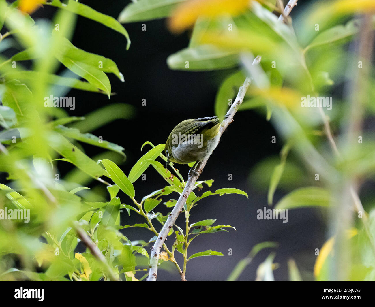 A Japanese warbling white-eye, Zosterops japonicus, perches in the ...