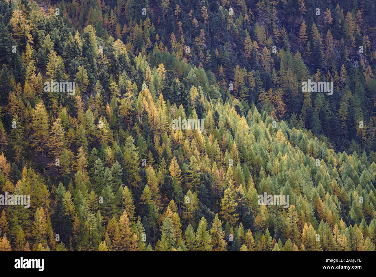 Larch fall autumn hi-res stock photography and images - Alamy