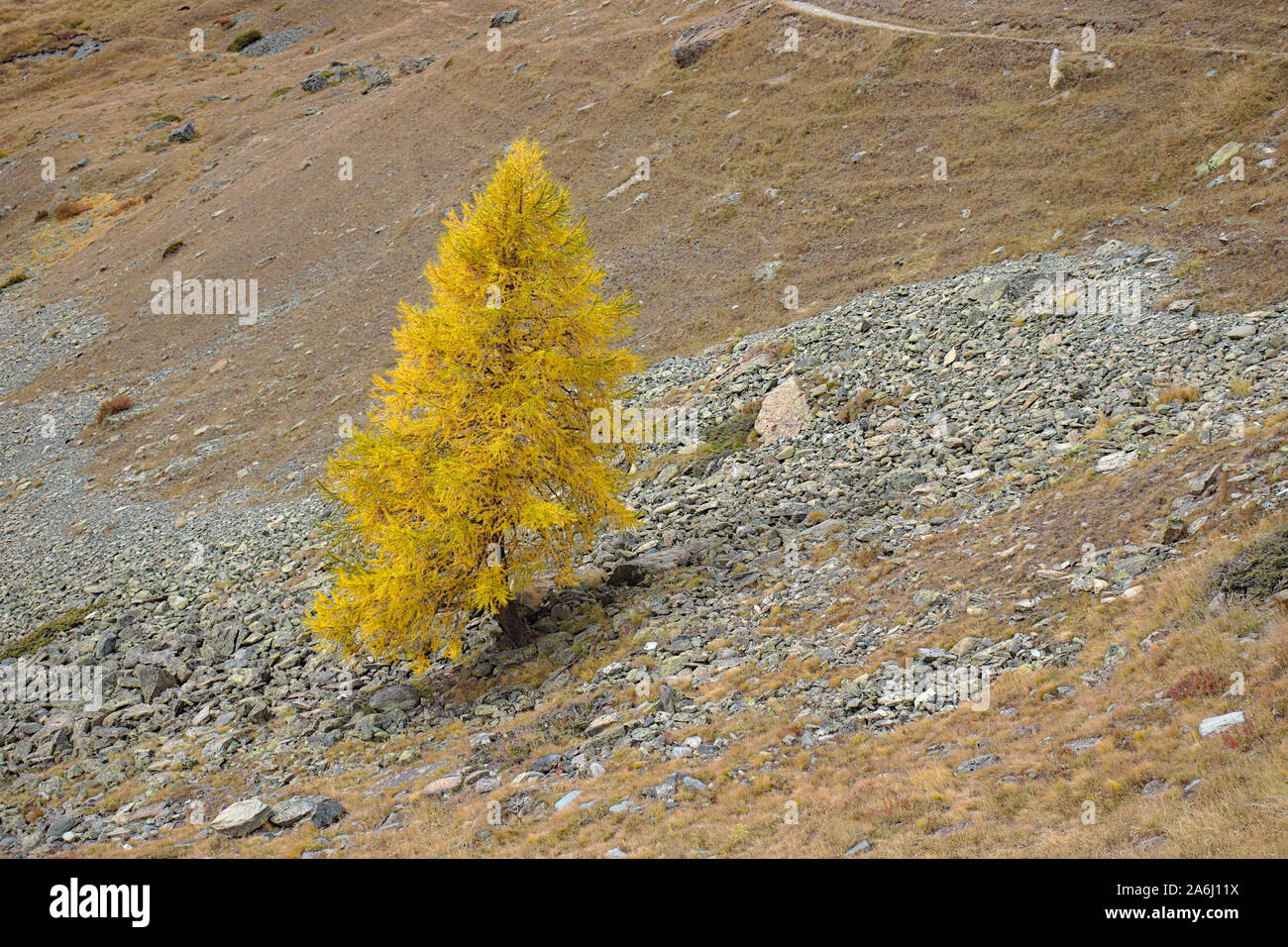 Larch tree wood texture hi-res stock photography and images - Alamy
