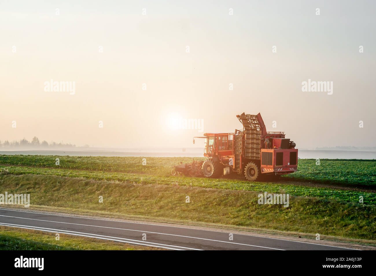 combine harvesters harvest of sugar beet at summer morning Stock Photo ...
