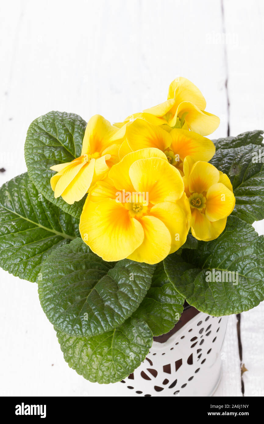 Fresh yellow primrose on a light coloured background Stock Photo - Alamy
