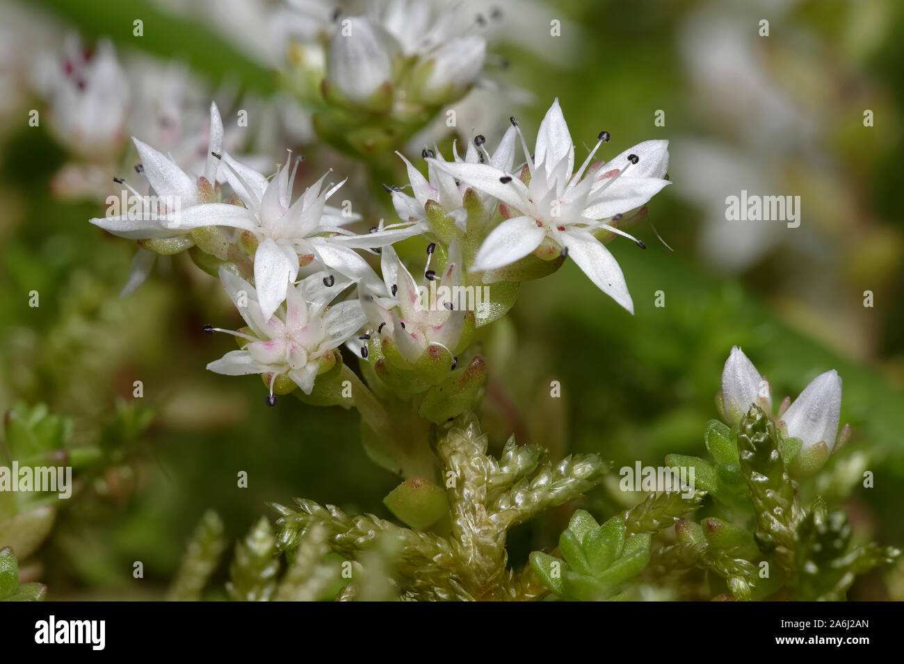 White stonecrop sedum album hi-res stock photography and images - Alamy