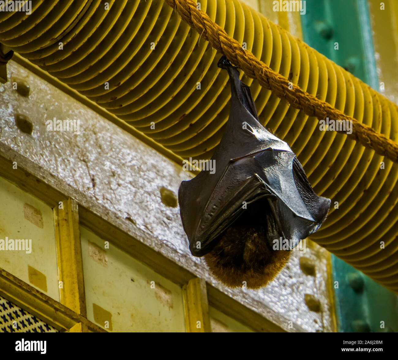 closeup of a Rodrigues flying fox hanging on a rope while sleeping ...