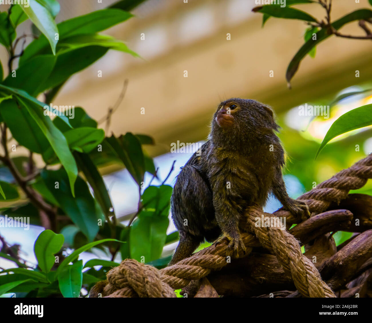 Worlds smallest monkey hi-res stock photography and images - Alamy