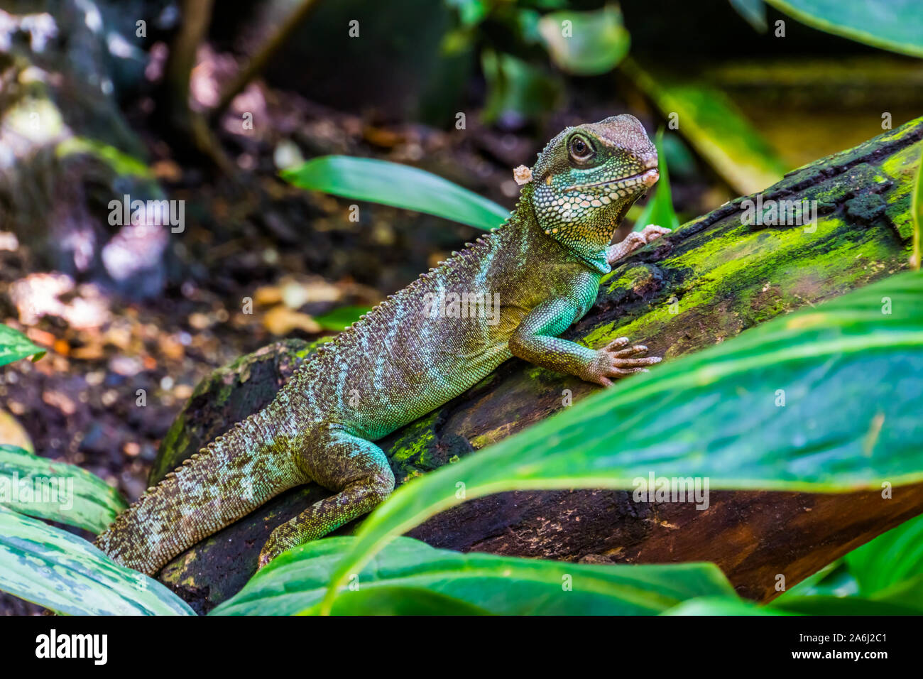 closeup of a chinese water dragon lizard, tropical reptile specie from ...