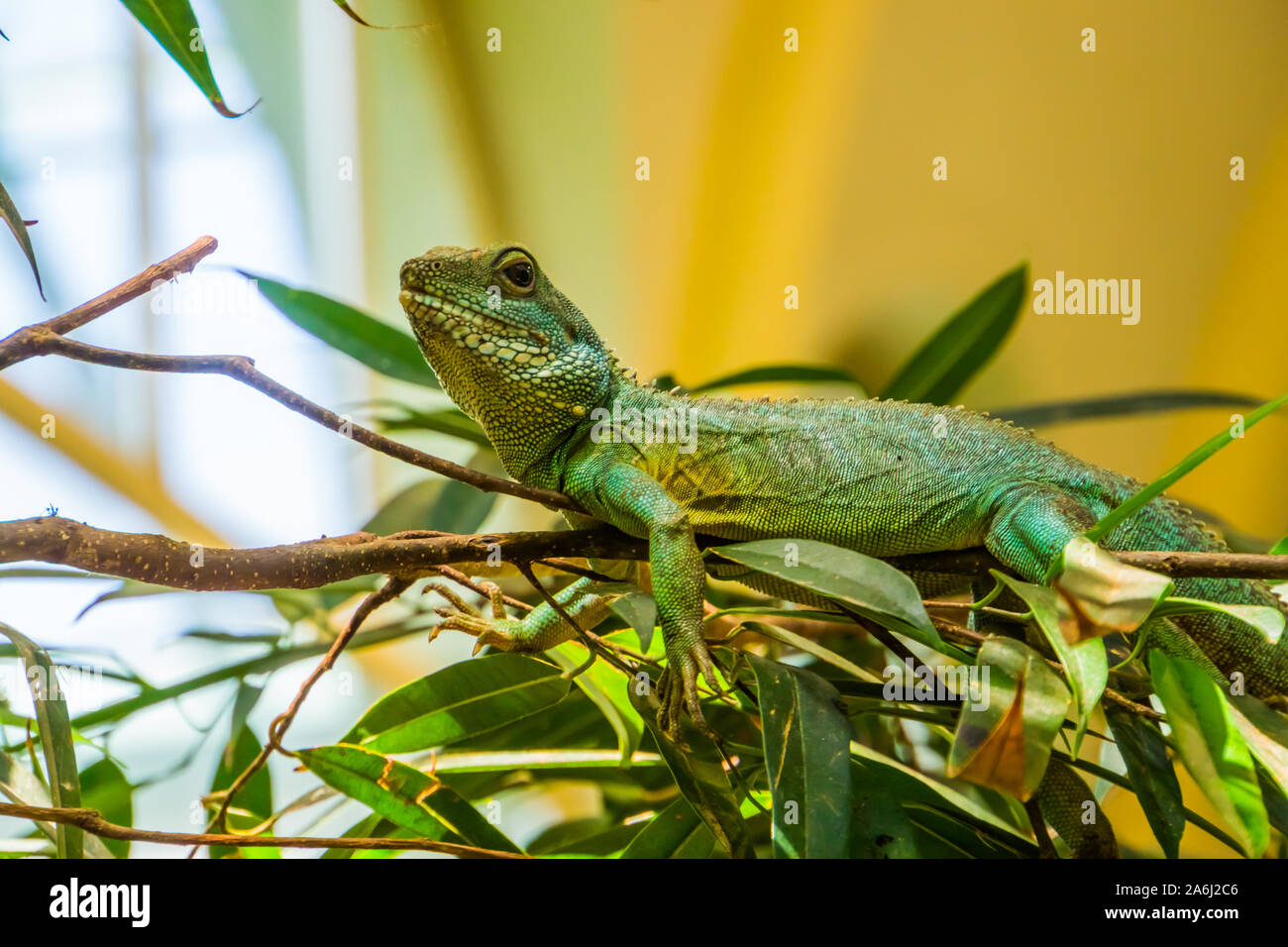 chinese water dragon lizard laying on a tree branch, tropical reptile ...
