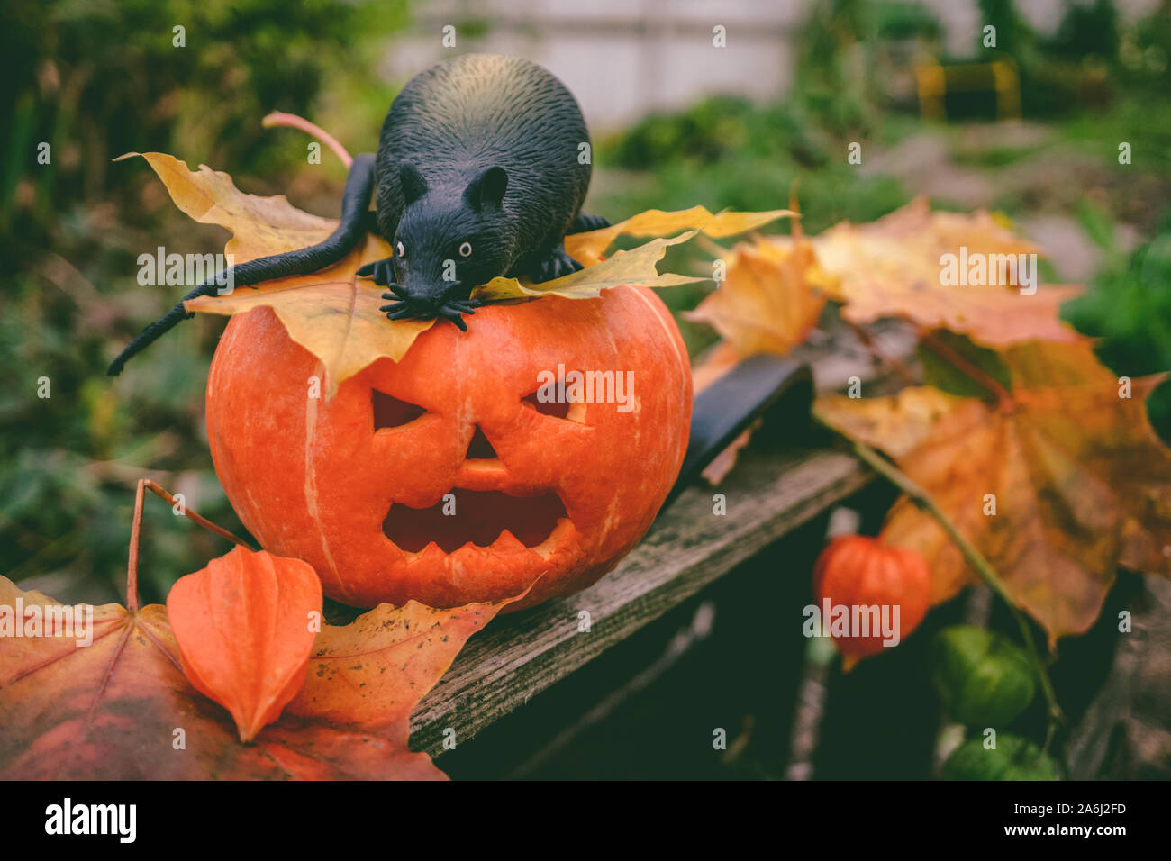 A rat nibbles a pumpkin ready for Halloween outside in the fall Stock ...