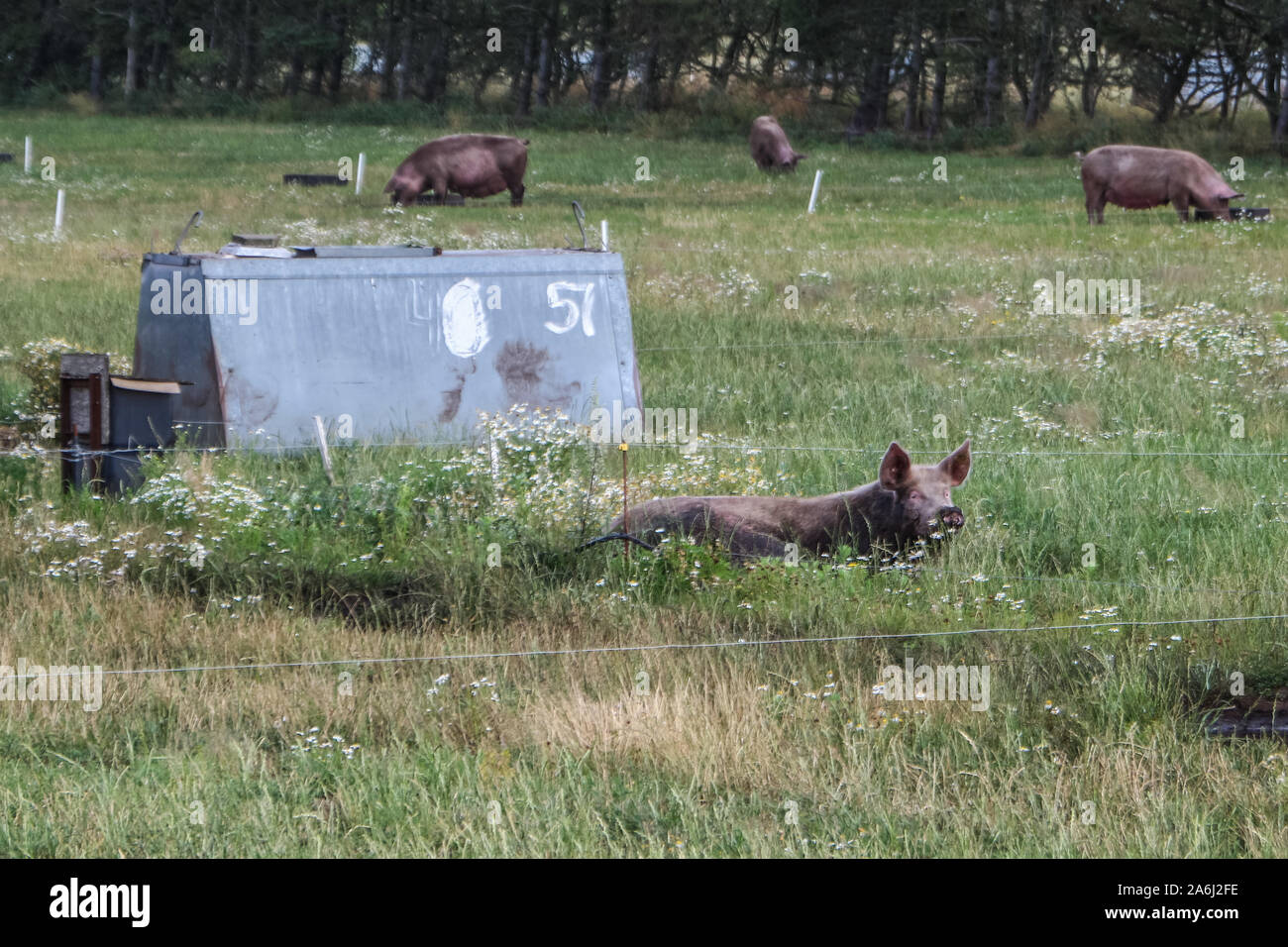 Pig farm denmark hi-res stock photography and images - Alamy