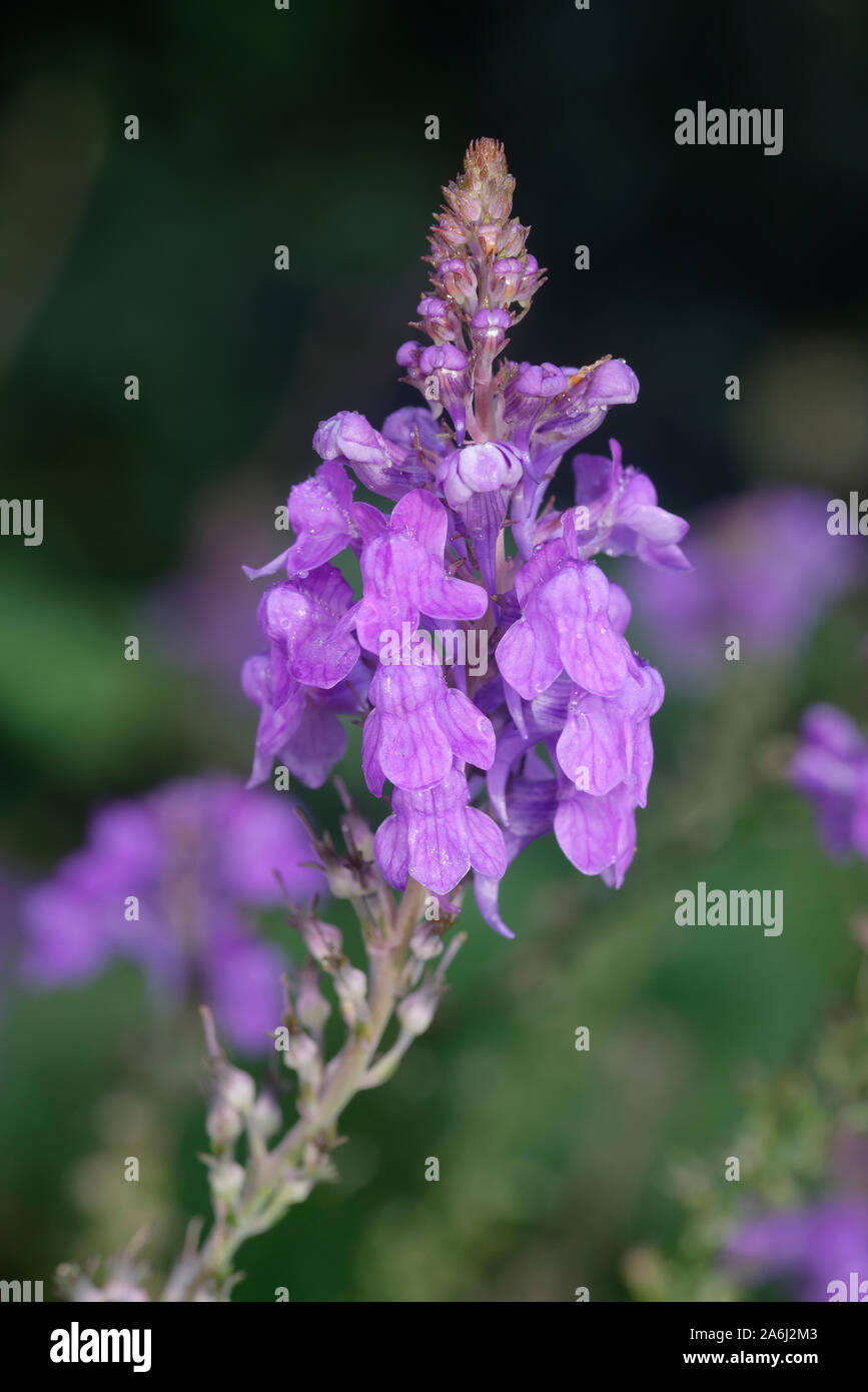 Purple Toadflax - Linaria purpurea Tall Purple Flower Stock Photo - Alamy