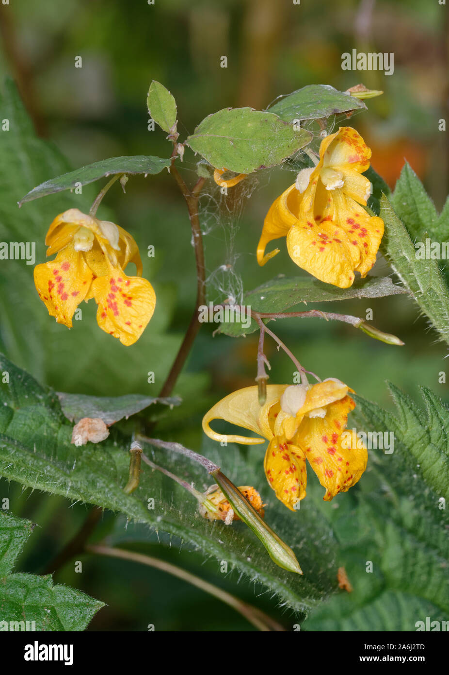 Orange Balsam - Impatiens capensis Orange or Spotted Jewelweed, Touch ...