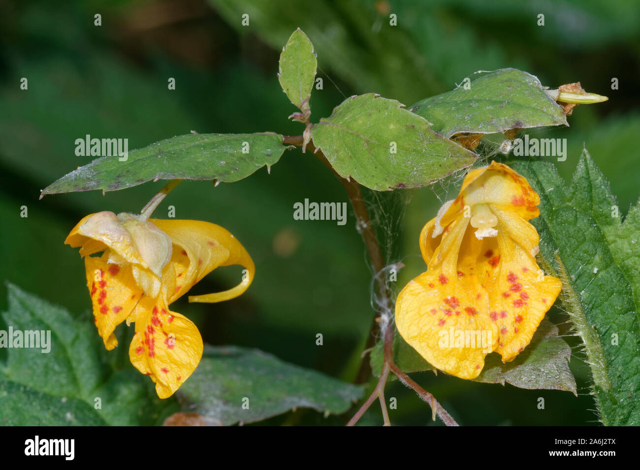 Orange Balsam - Impatiens capensis Orange or Spotted Jewelweed, Touch ...