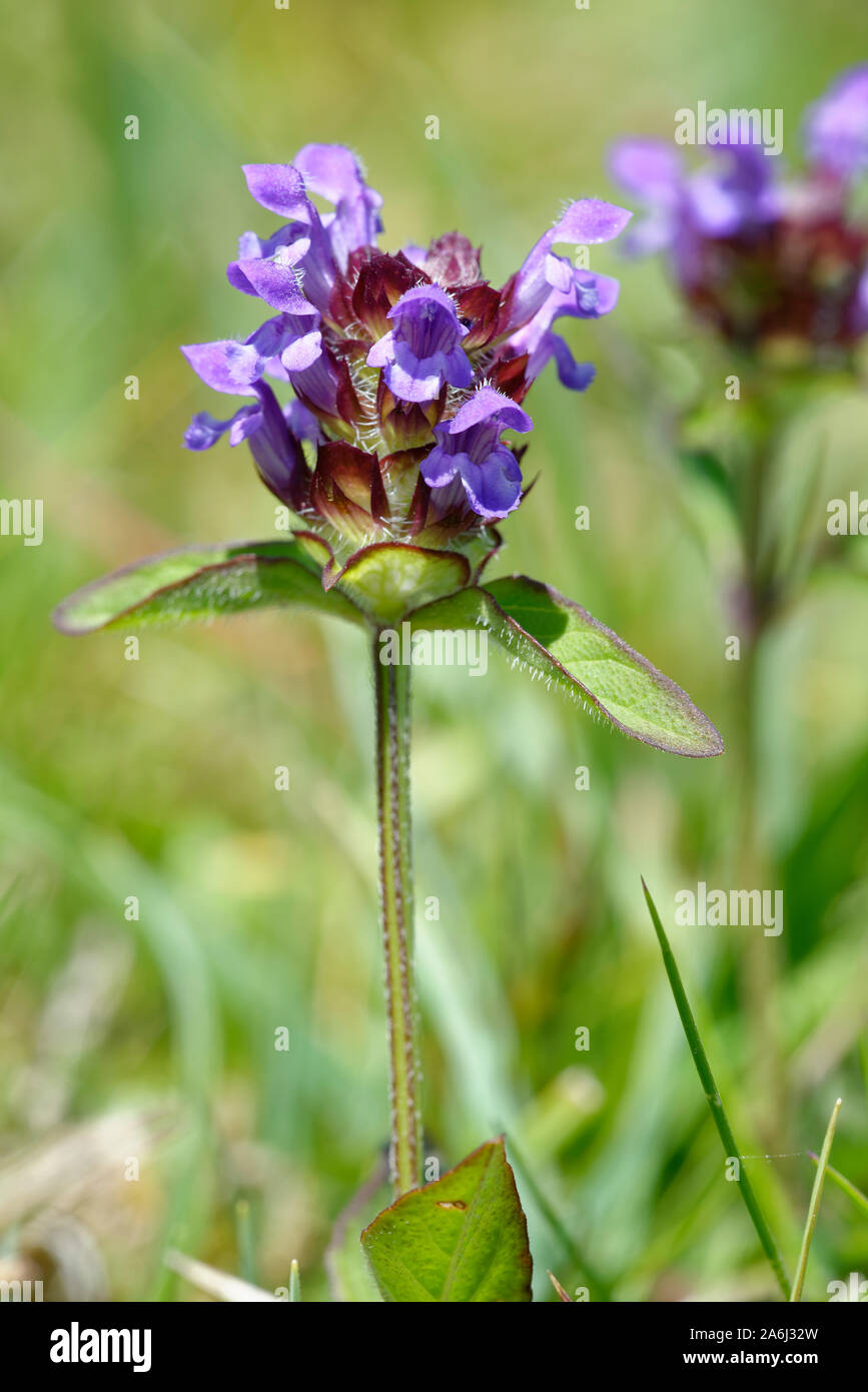 Common Selfheal - Prunella vulgaris Grassland Wild Flower Stock Photo ...