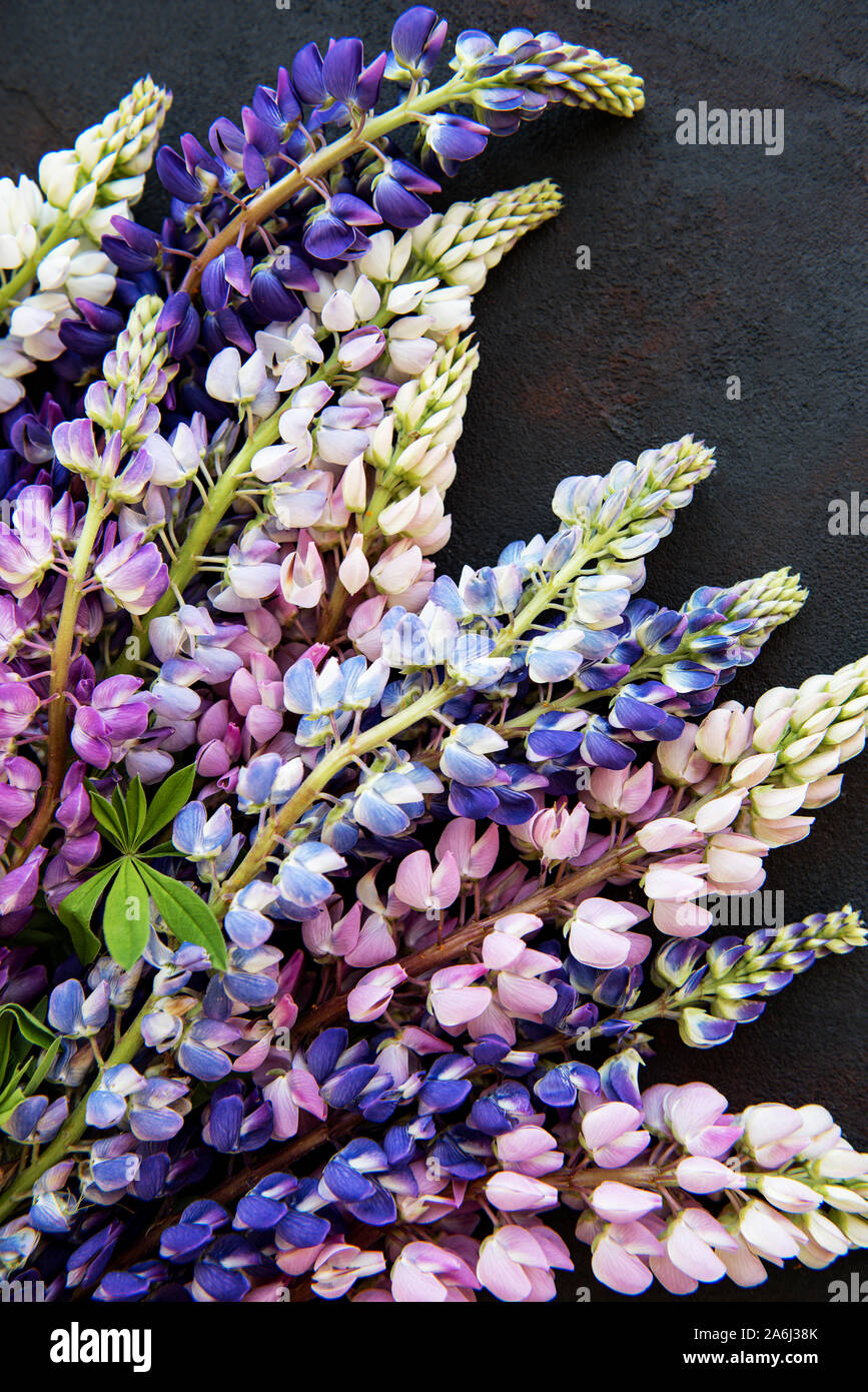 Pink and purple lupine flowers border on a black concrete background ...