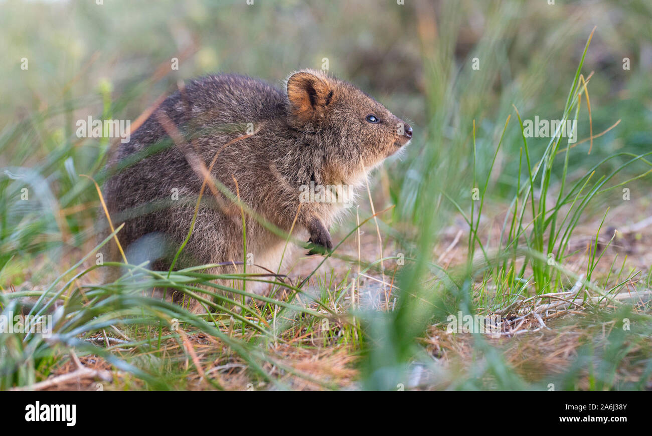 Quokka (Setonix brachyurus) in the wild, Rottnest Island, Western ...
