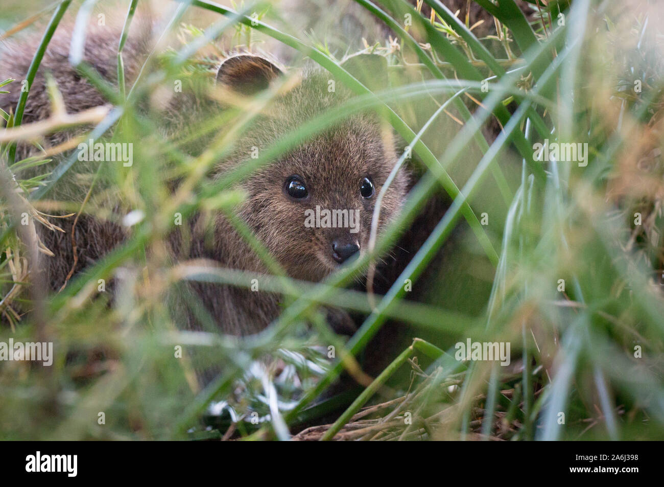Quokka (Setonix brachyurus) in the wild, Rottnest Island, Western ...