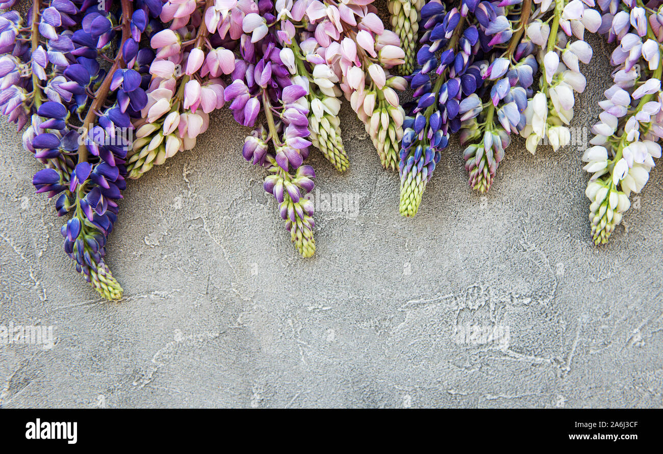 Pink and purple lupine flowers border on a grey concrete background ...