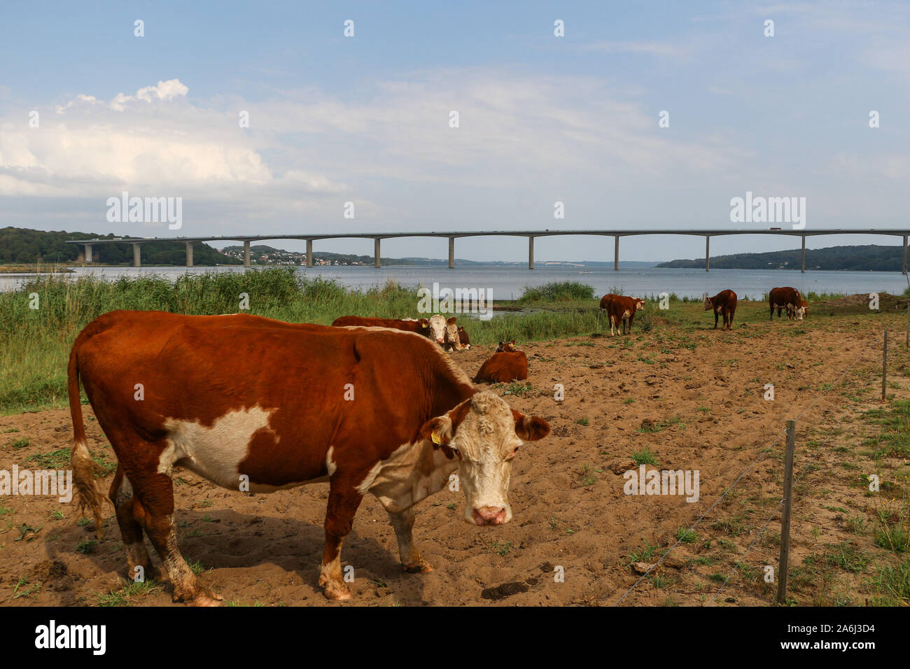 Red danish cattle hi-res stock photography and images - Alamy