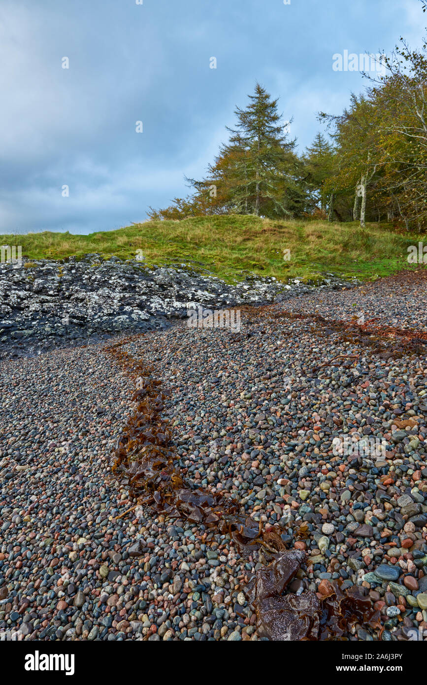 The small pebble beach of Dunstaffnage Castle, steeply shelving and ...