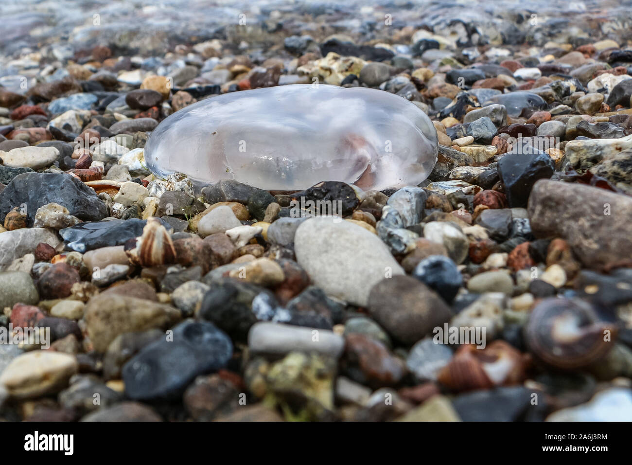 Medusa phase sea jelly hi-res stock photography and images - Alamy