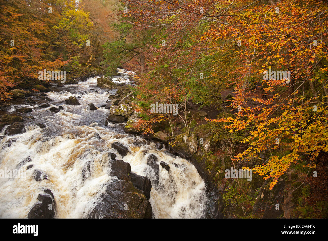 Colour in tress hi-res stock photography and images - Alamy