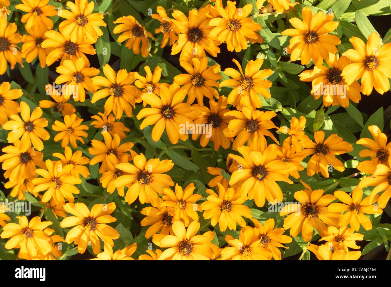 Top view yellow flower on background Stock Photo - Alamy