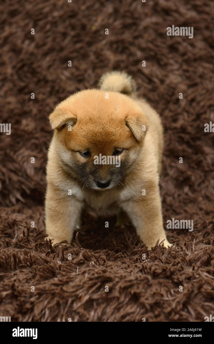 Shiba inu puppy on brown background Stock Photo - Alamy