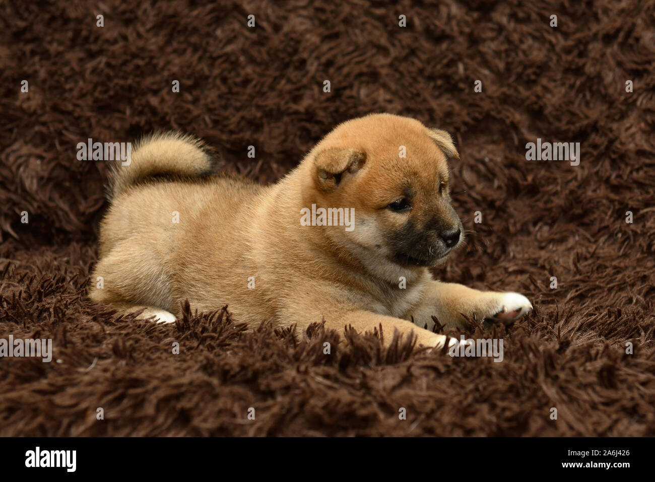 Shiba inu puppy on brown background Stock Photo - Alamy