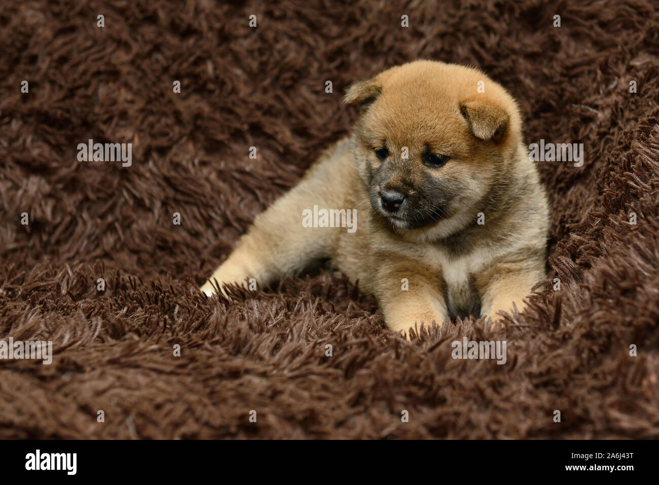 Shiba Inu Japan High Resolution Stock Photography and Images - Alamy