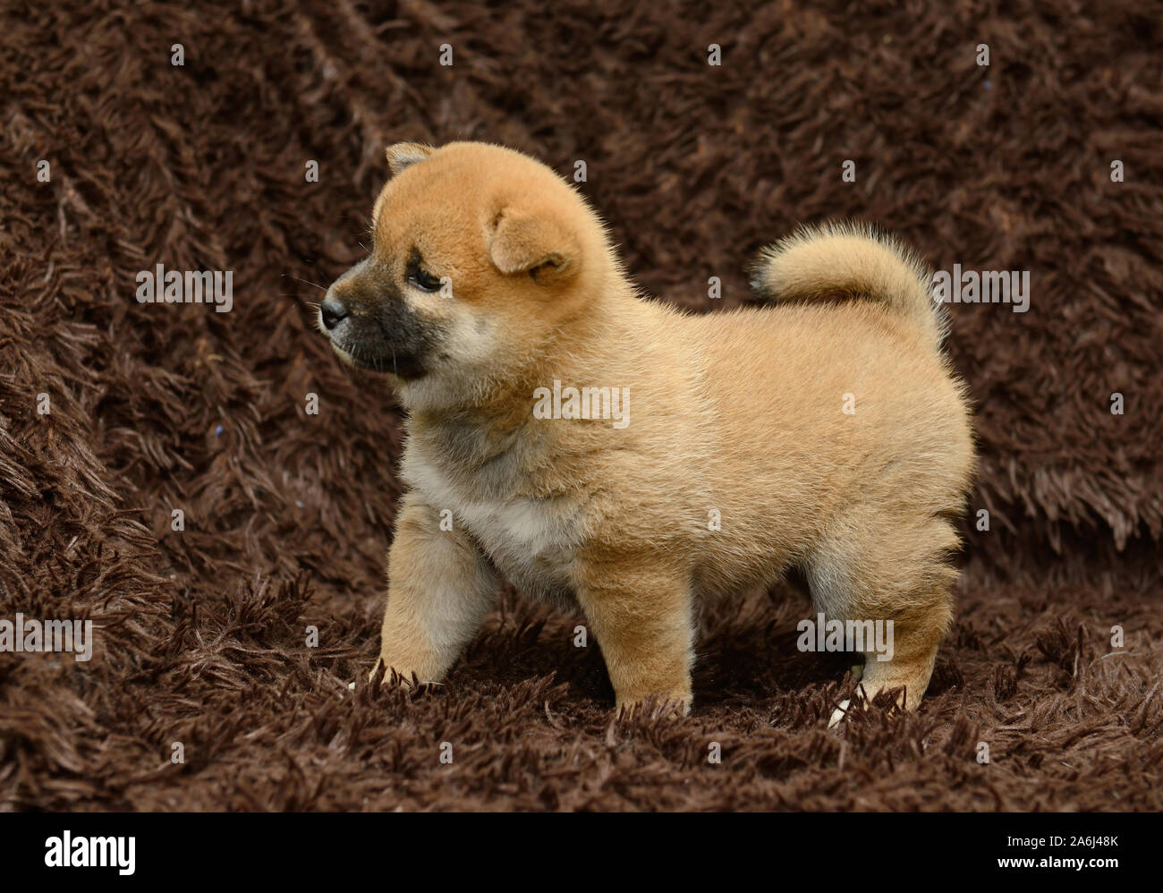Black shiba inu hi-res stock photography and images - Alamy