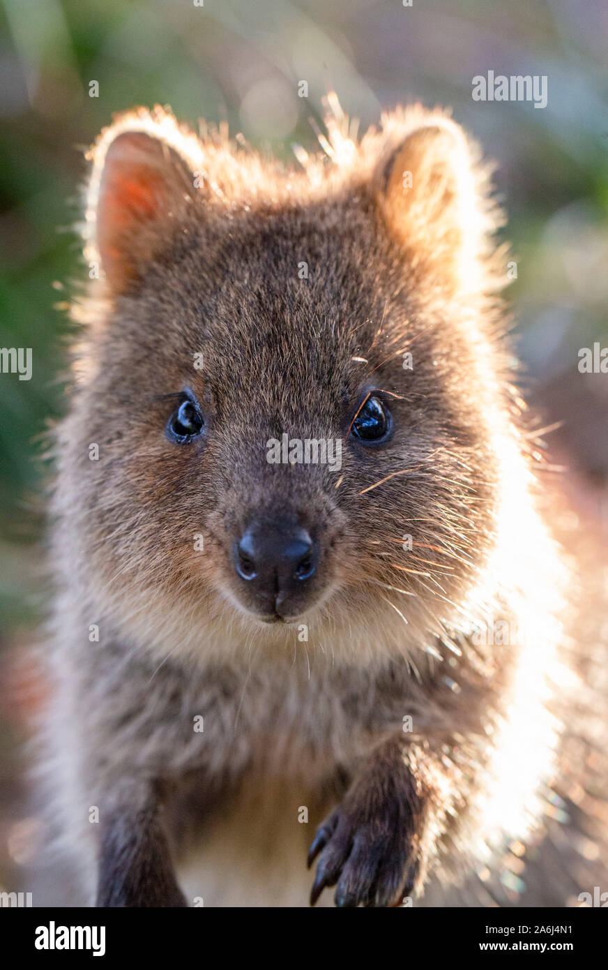 Quokka (Setonix brachyurus) in the wild, Rottnest Island, Western ...