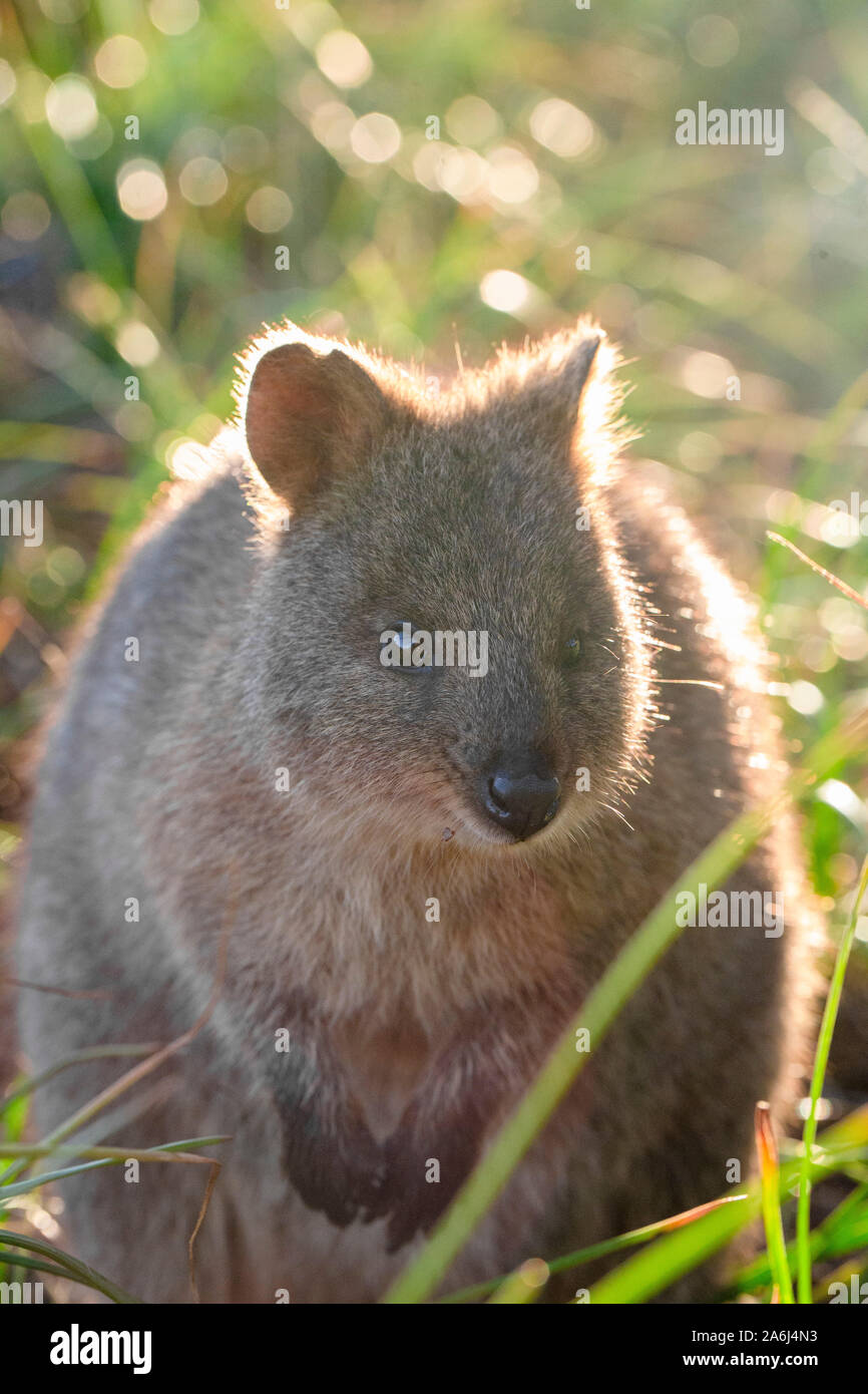 Quokka (Setonix brachyurus) in the wild, Rottnest Island, Western ...