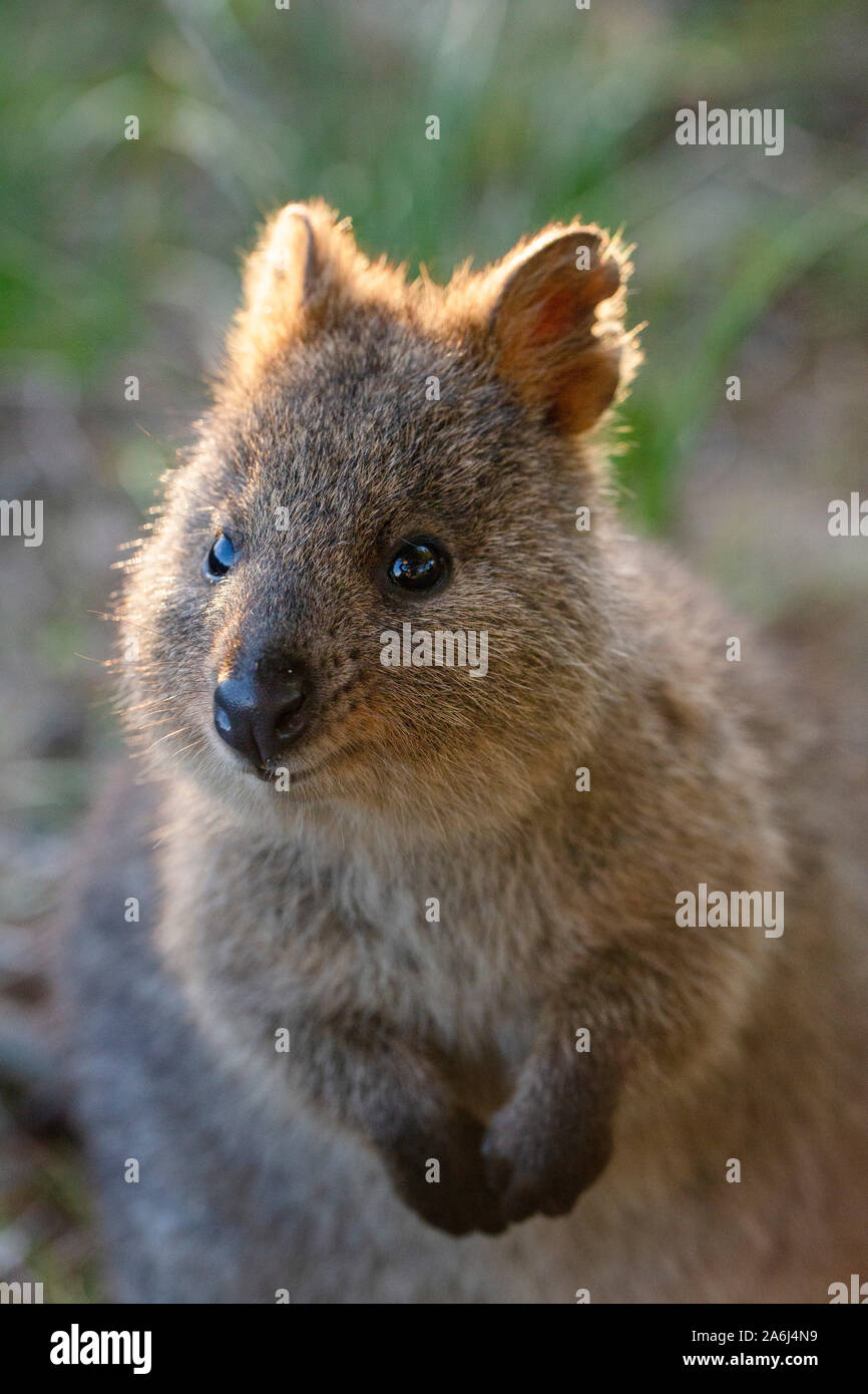 Quokka hi-res stock photography and images - Alamy
