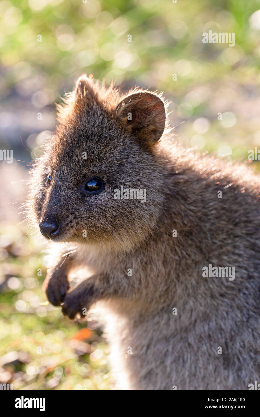 Quokka setonix brachyurus hi-res stock photography and images - Alamy