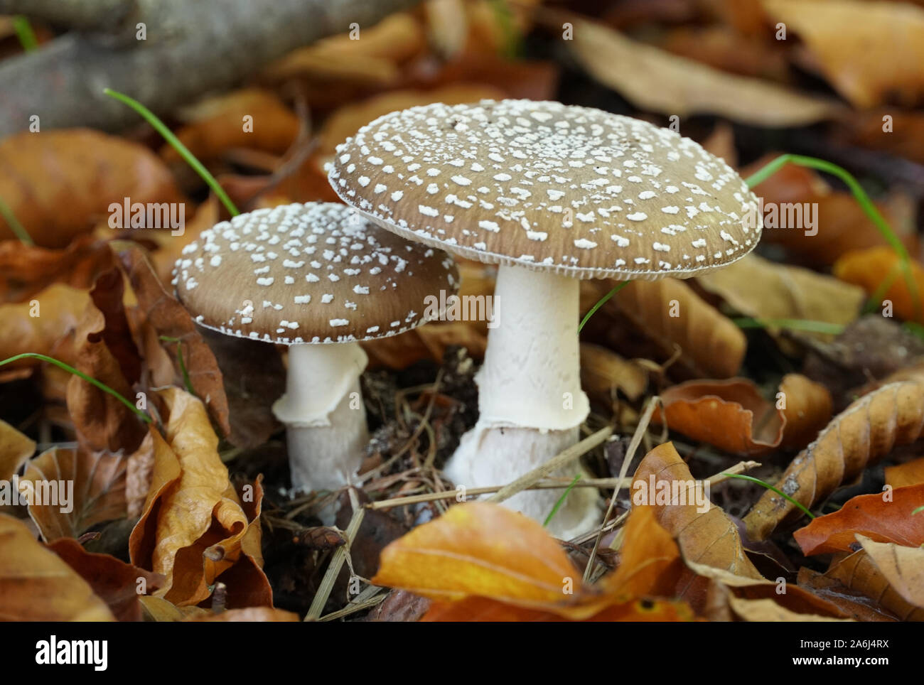 False Blusher High Resolution Stock Photography and Images - Alamy