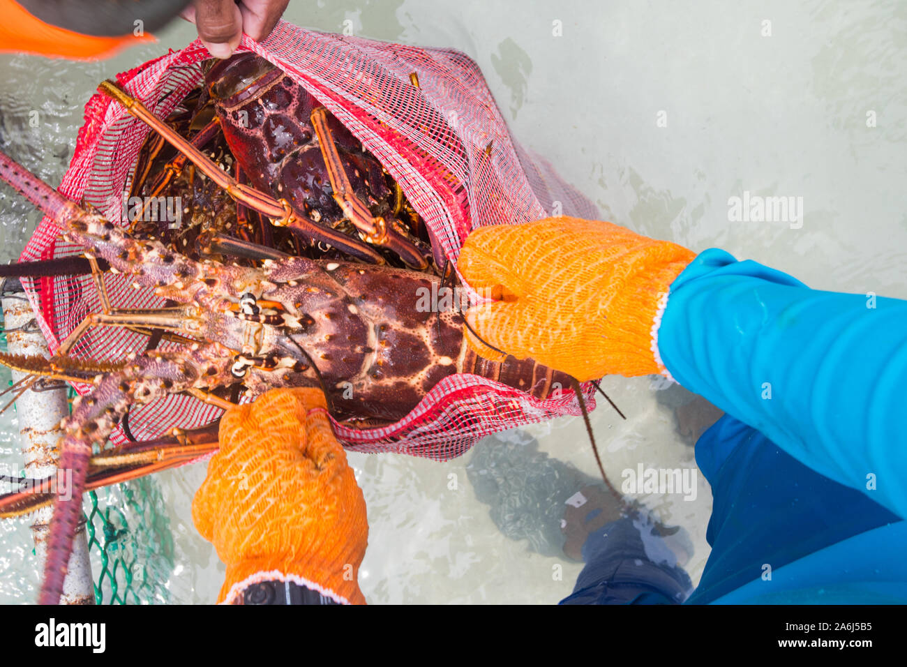 man putting lobster in sacks freshly caught spiny lobster during the ...