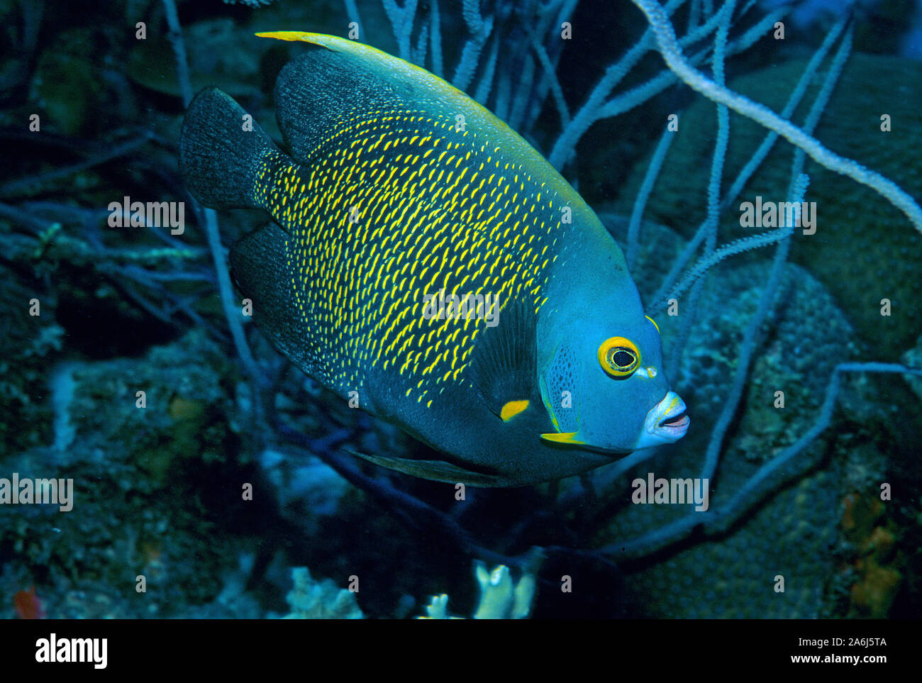 Poisson ange francais hi-res stock photography and images - Alamy