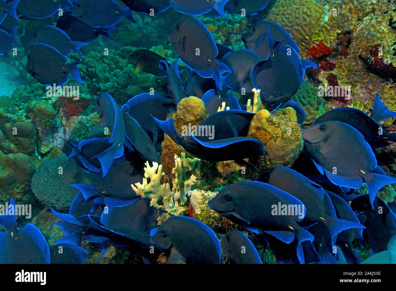 Schooling fish bonaire fish fish hi-res stock photography and images ...